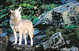 Zweden Info - De wolf